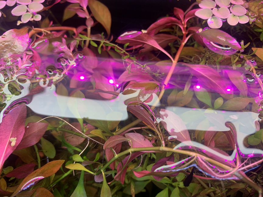 Длинностебелька в аквариум, хороший фон