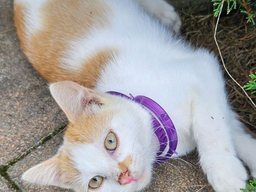 Котенок рыжик ищет дом