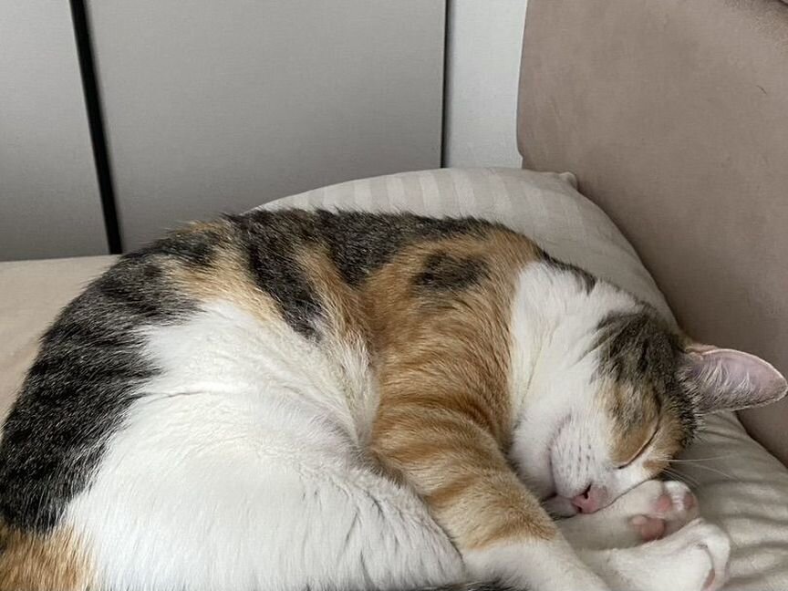 Отдадим в добрые руки малышку Айви