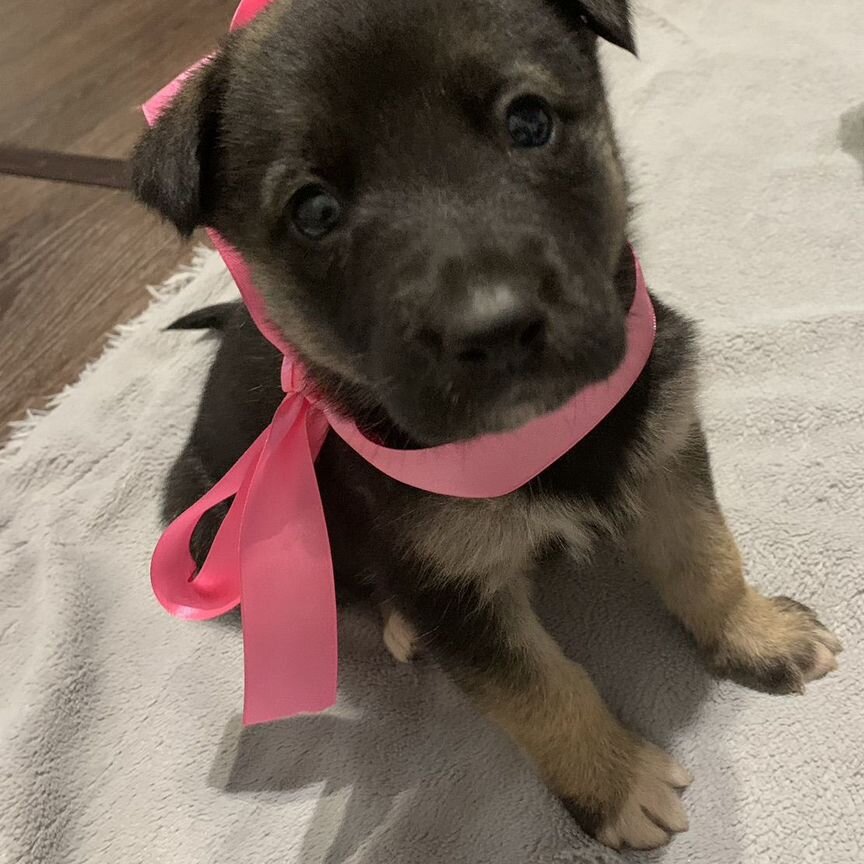 Щенок немецкой овчарки