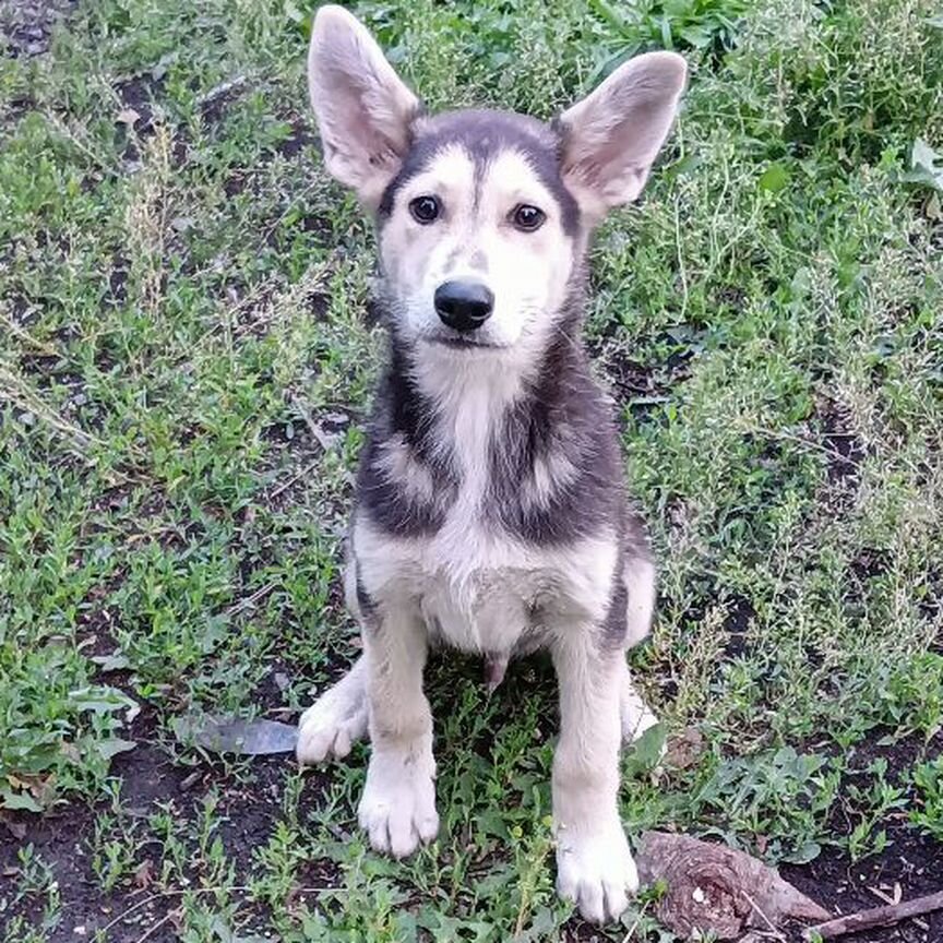 Щенки в добрые руки