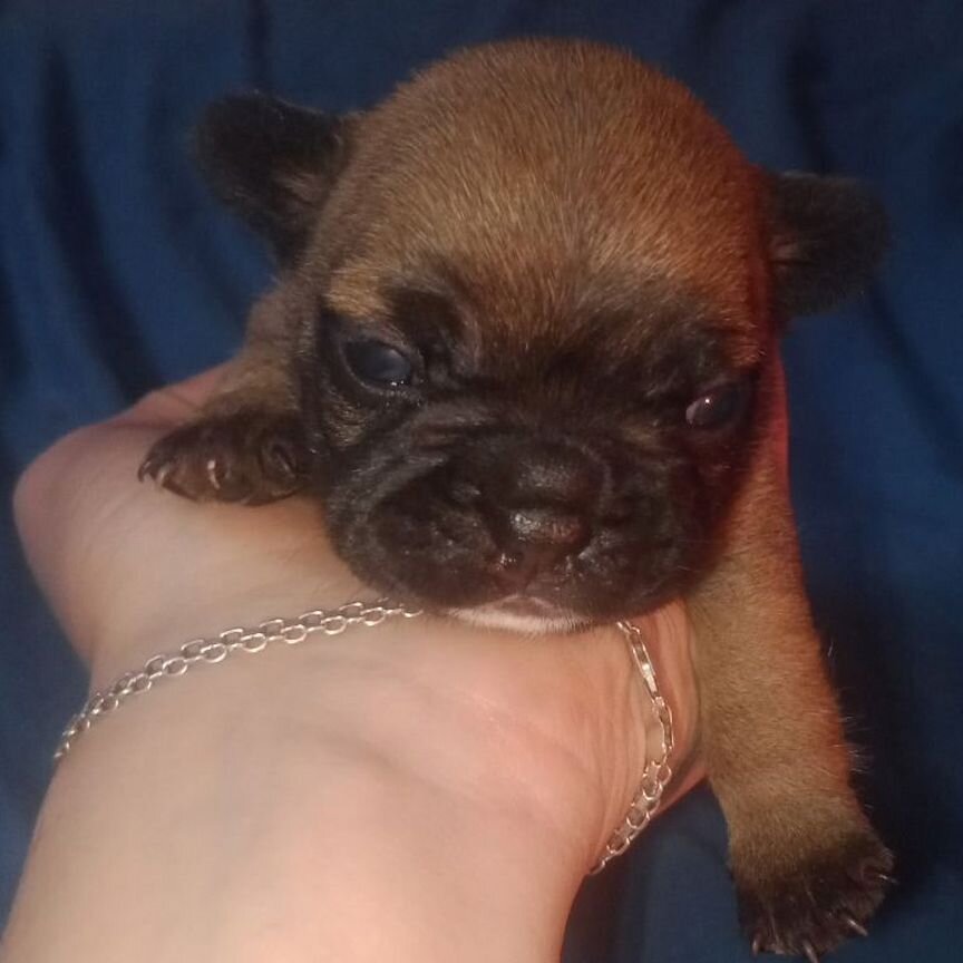 Французский бульдог, щенок