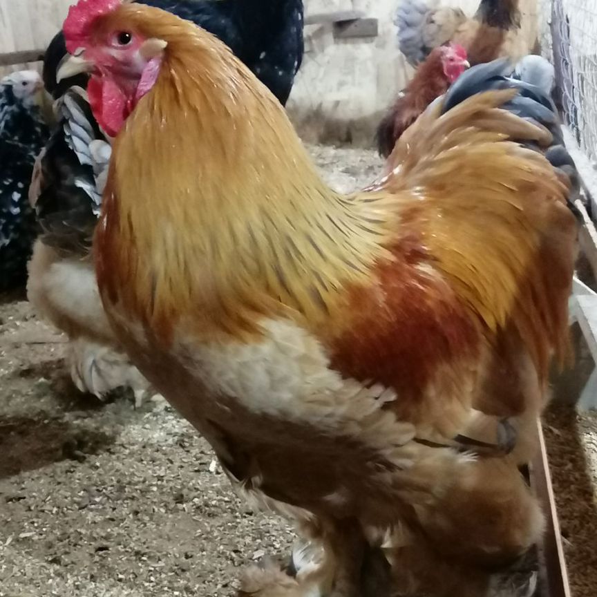 Петухи для разведения