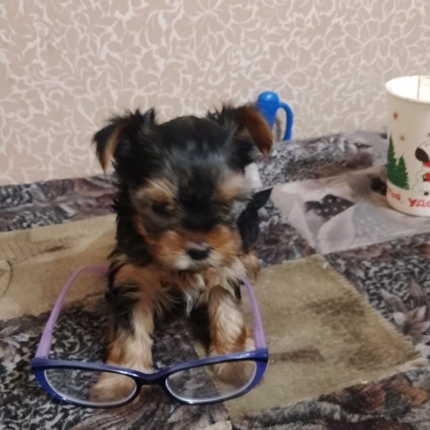 Йоркширский терьер мини