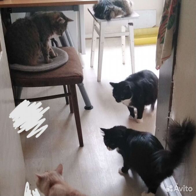 Помощь котикам из частного приюта