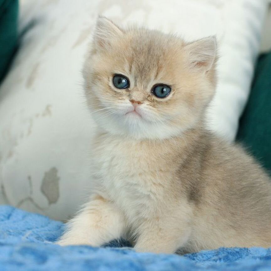 Британская девочка Соня