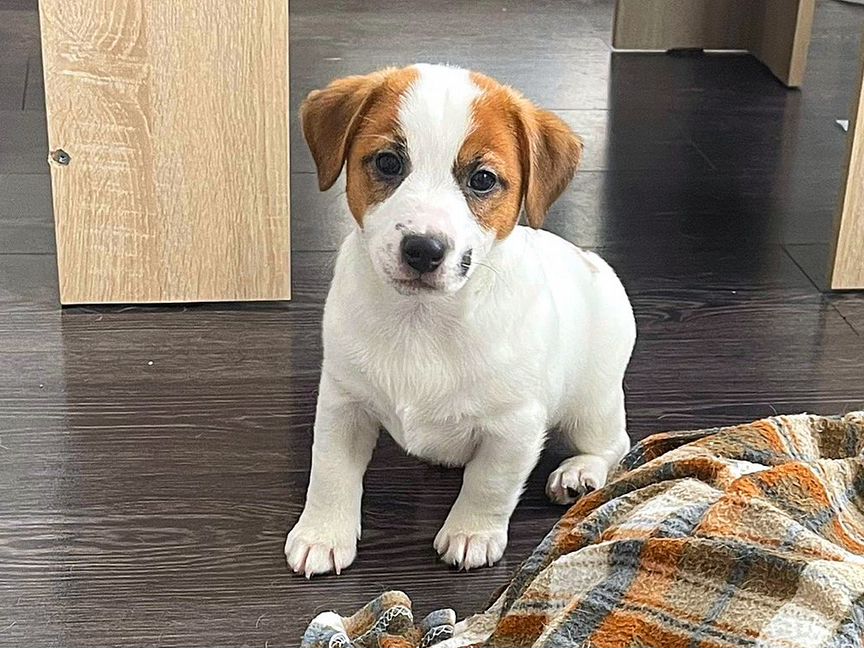 Отличные щенки Джек Рассел терьера