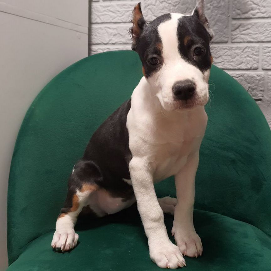 Американский стаффордширский терьер, щенок