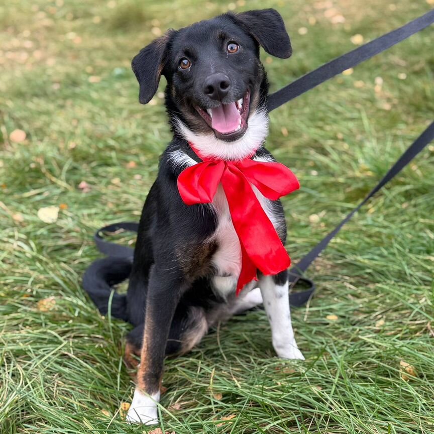 Щенок в добрые руки