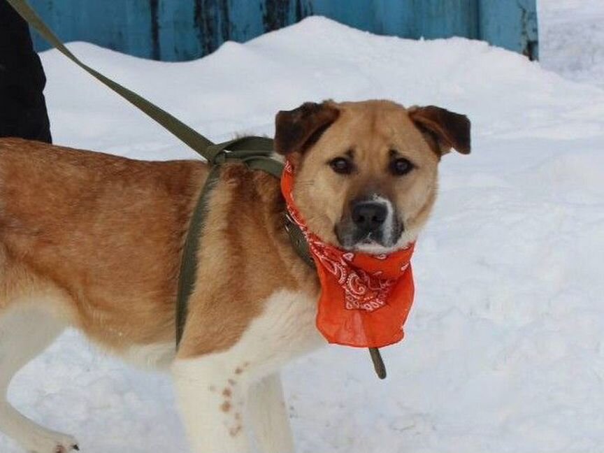 Собака в добрые руки