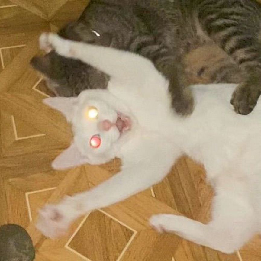 Белая кошечка