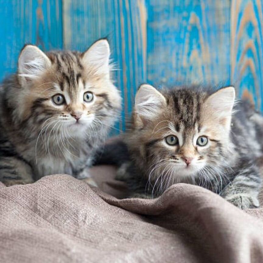 Сибирские котята с док-ми питомник