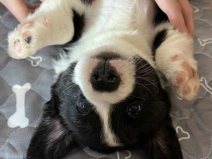 Вельш-корги кардиган