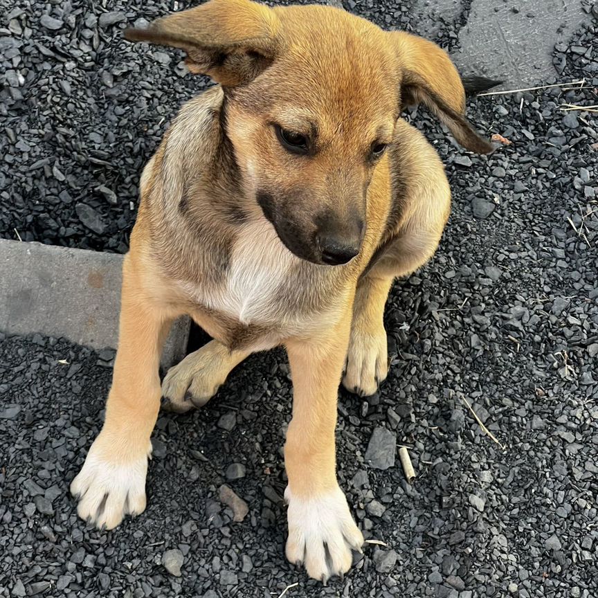 Щенки беспородные