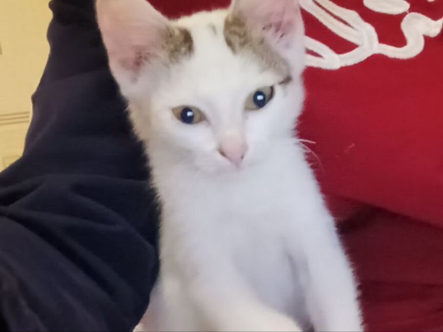 Котенок в добрые руки