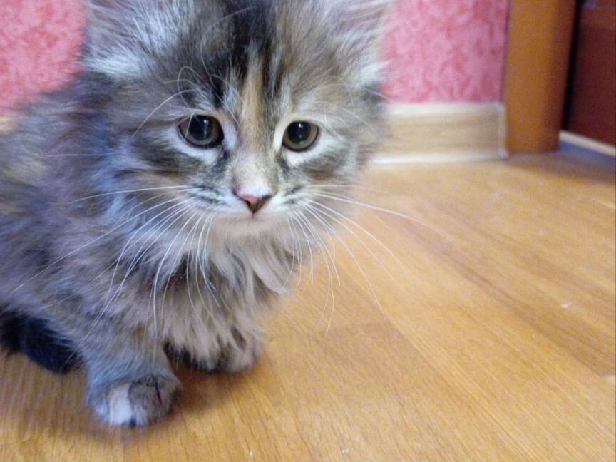 Кошечка в добрые руки