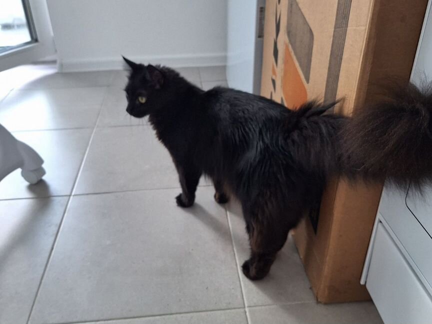 Черный котик