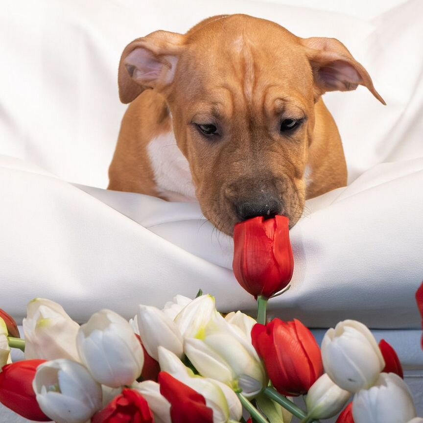 Американский стаффордширский терьер, щенок