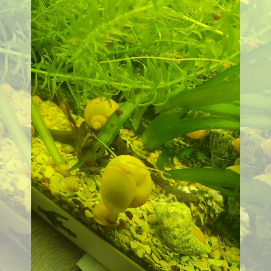 Улитки ампулярии