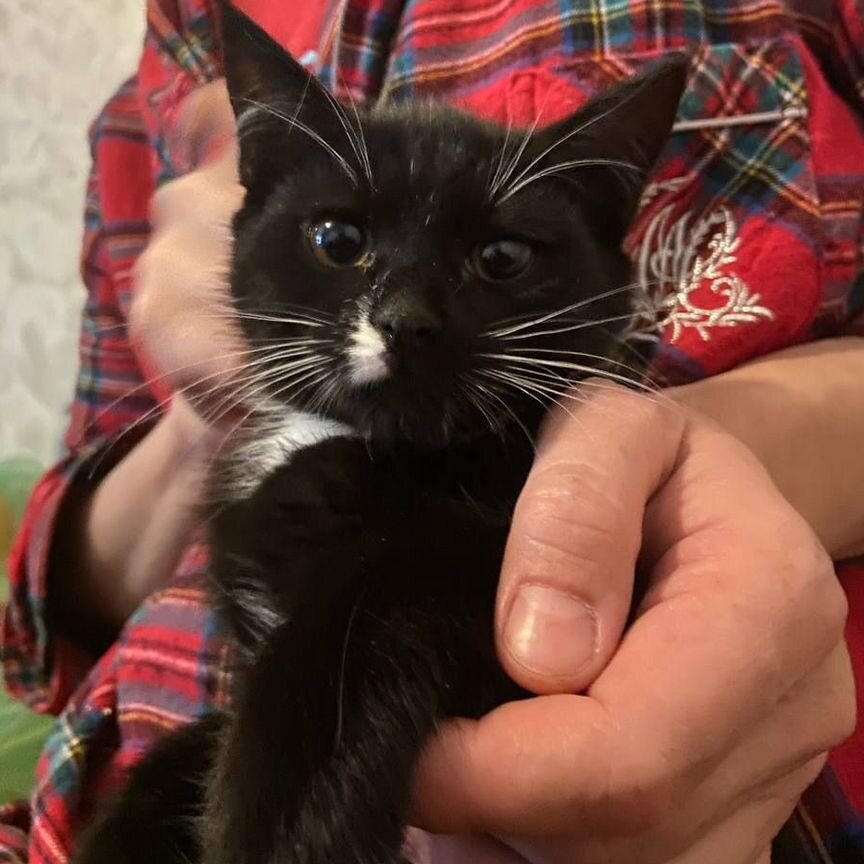 Мальчишка котёнок ищет семью