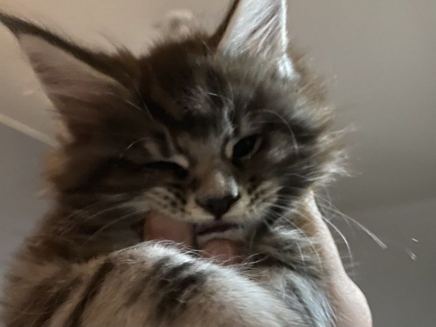 Котенок мейн-кун