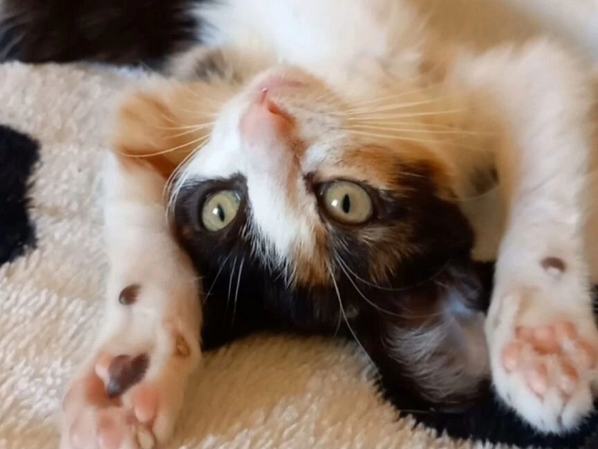 Отдам бесплатно