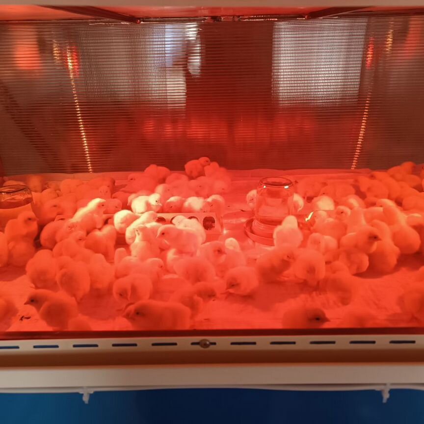 Доставка цыплят бройлера