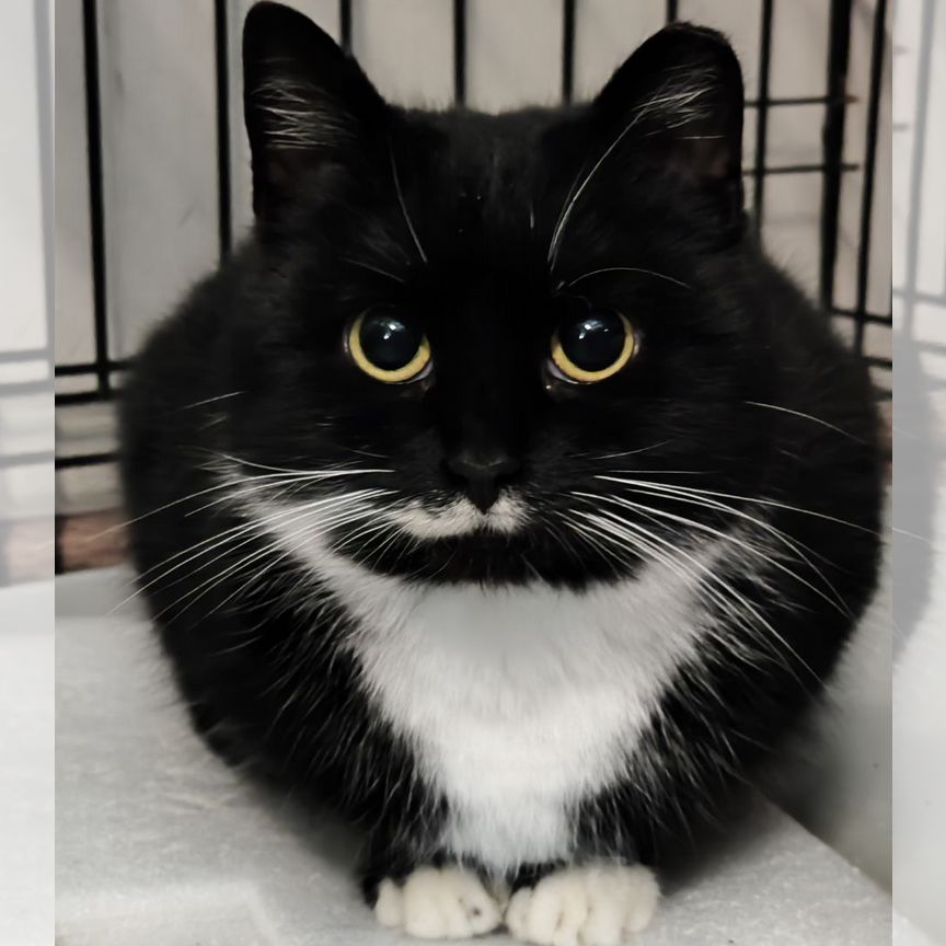 Кошечка со стройки