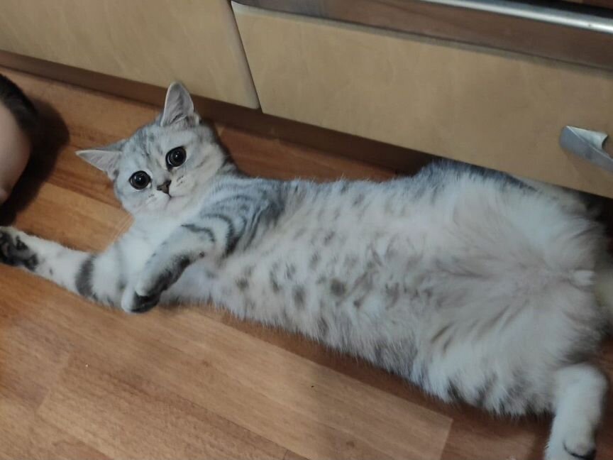 Британская кошка 5 месяцев