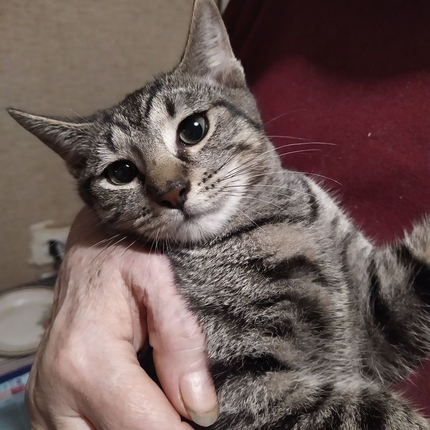 Котëнок мальчик