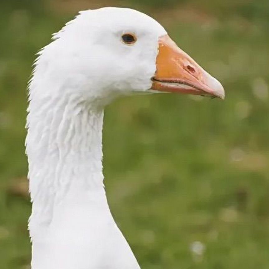 Гуси