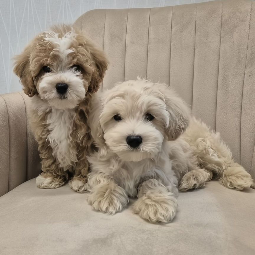 Мальтипу, щенок