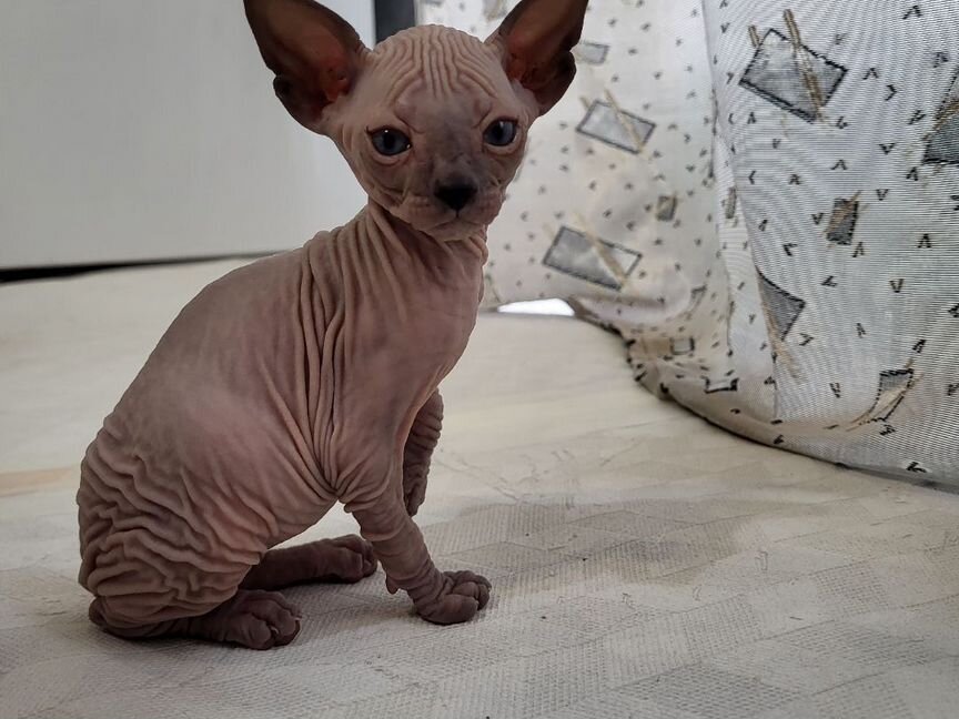 Донской сфинкс котята