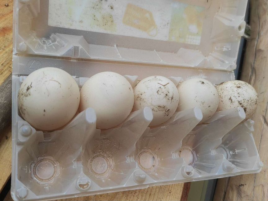 Инкубационное яйцо индоутки