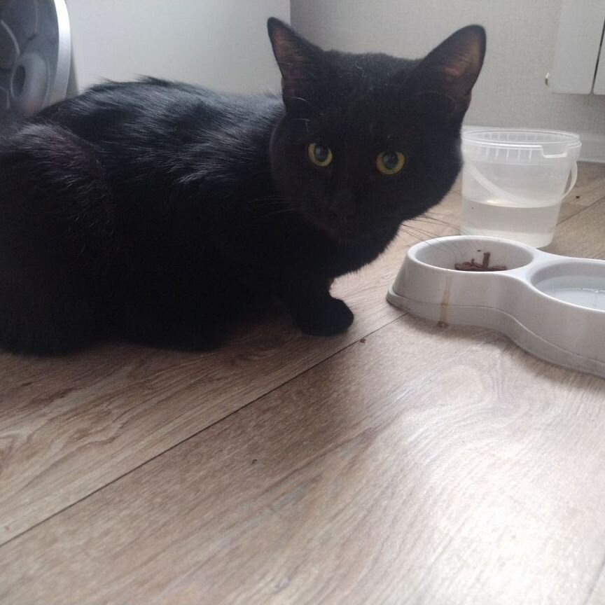 Котик в добрые руки