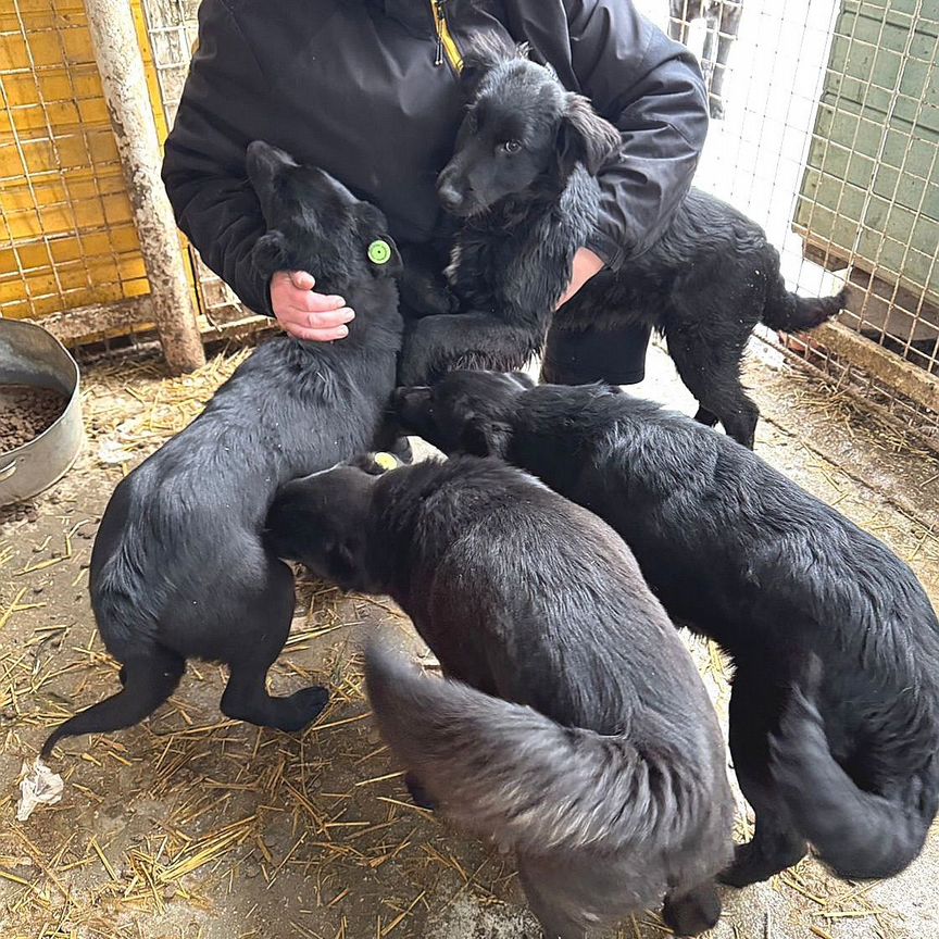 Щенки