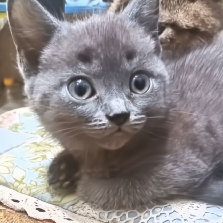 Шотландский вислоухий короткошёрстный котёнок