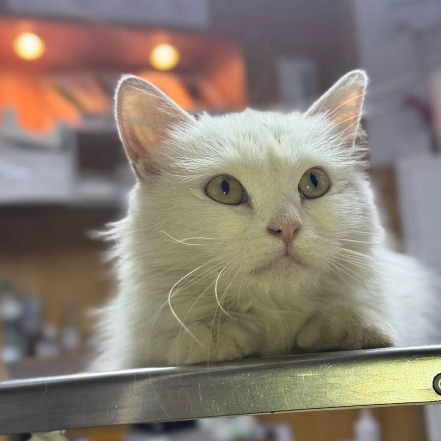 Кошка в дар