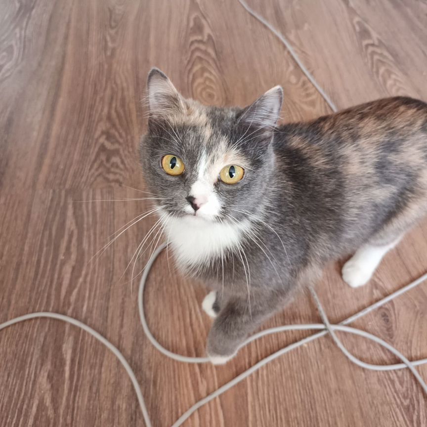 Отдам кошечку в добрые руки