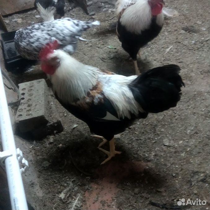 Петух породы Загорская лососевая