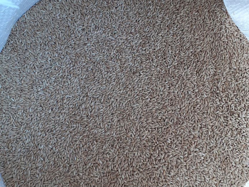 Канареечное семя