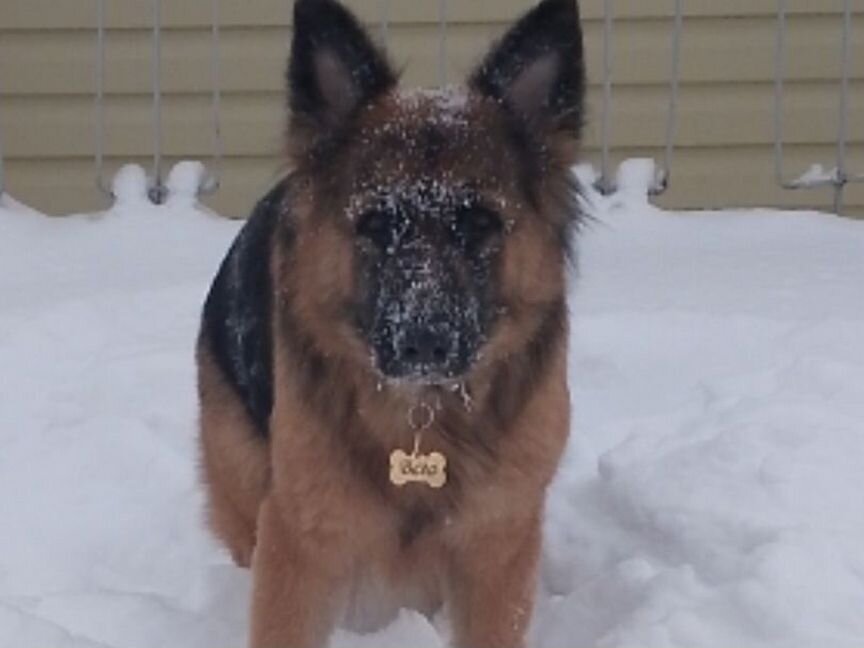 Продажа собак щенков