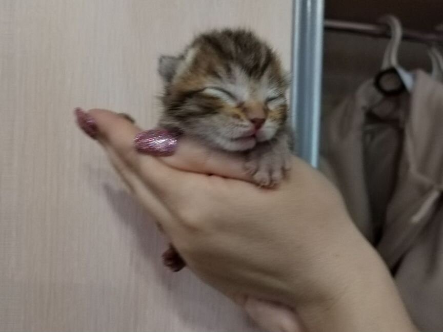 Шотландский вислоухие котята