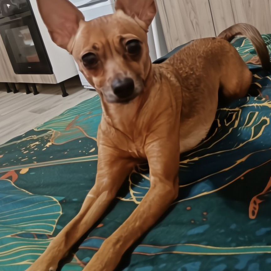 Русский той-терьер, взрослая собака