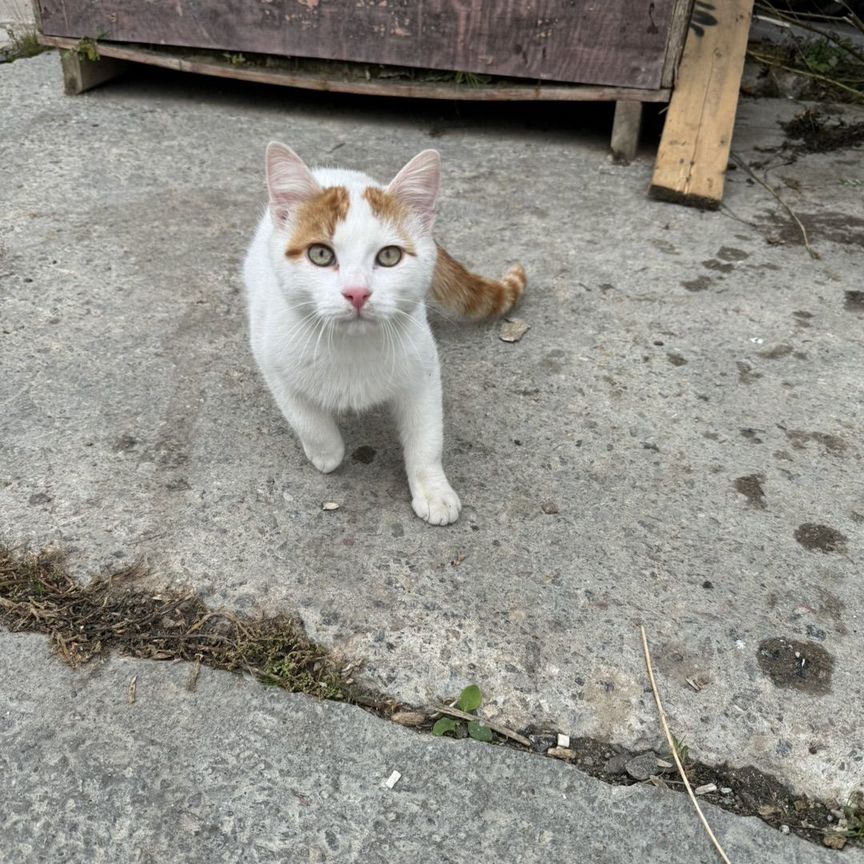 Котята подростки в добрые руки