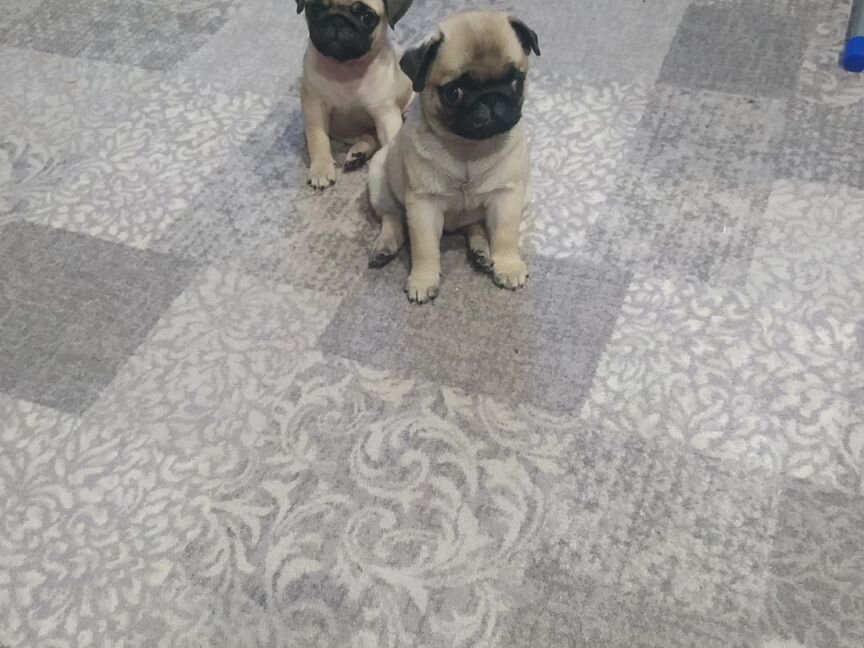 Щенки мопса девочки