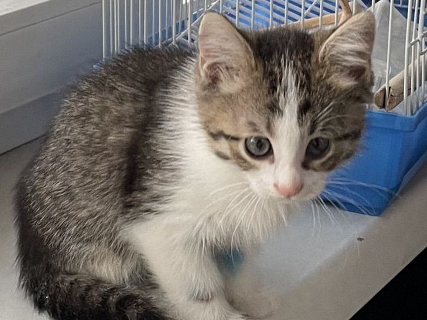 Котятки 1,5 мес