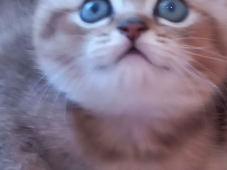 Шотландский котёнок
