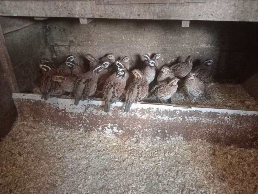 Молодняк перепела