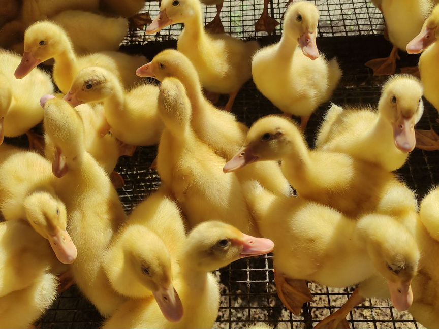 Подрощенные утята ст-5